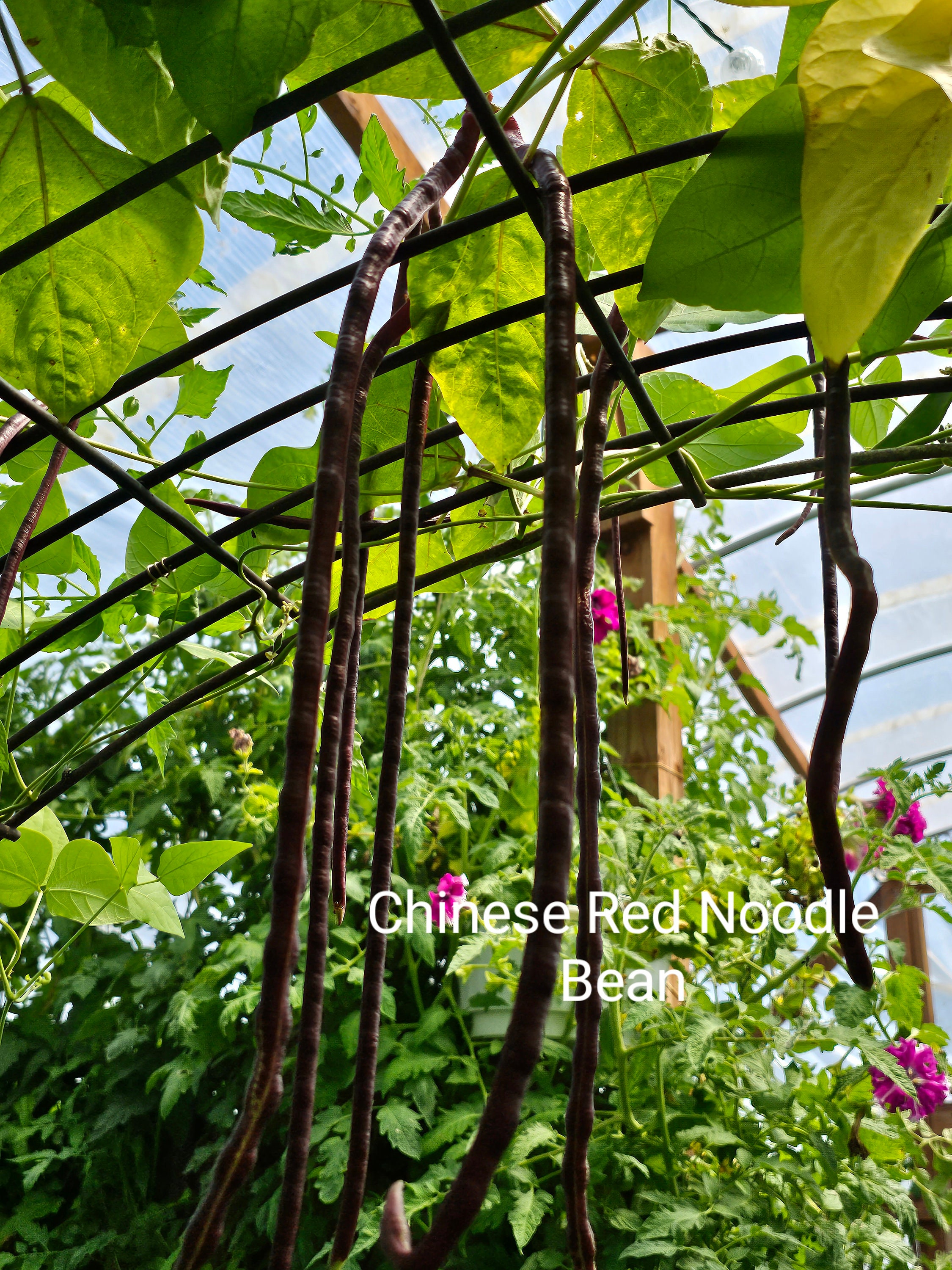 Chinese Red Noodle Bean - Etsy