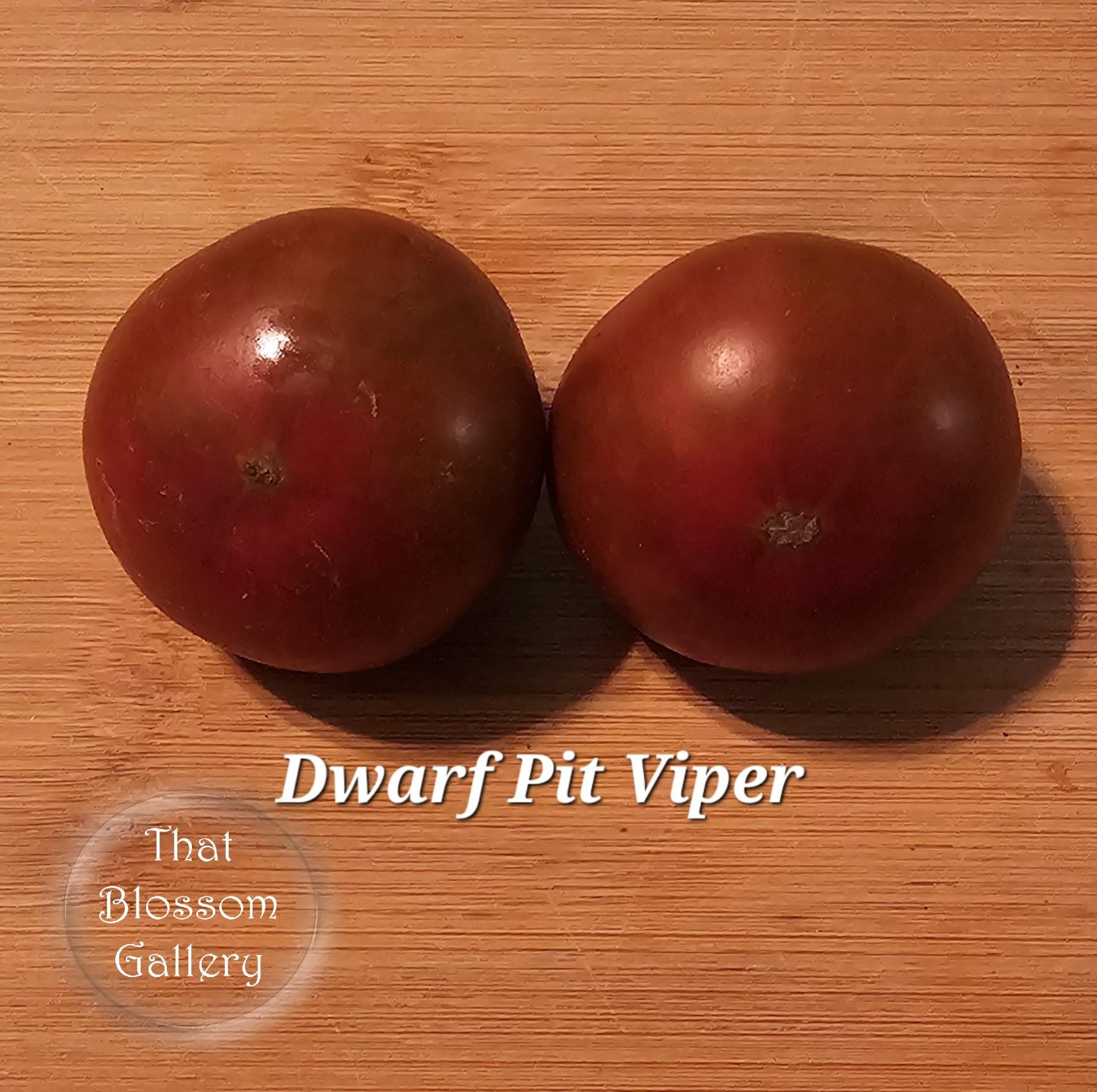 Dwarf Pit Viper Tomato Seeds - Etsy