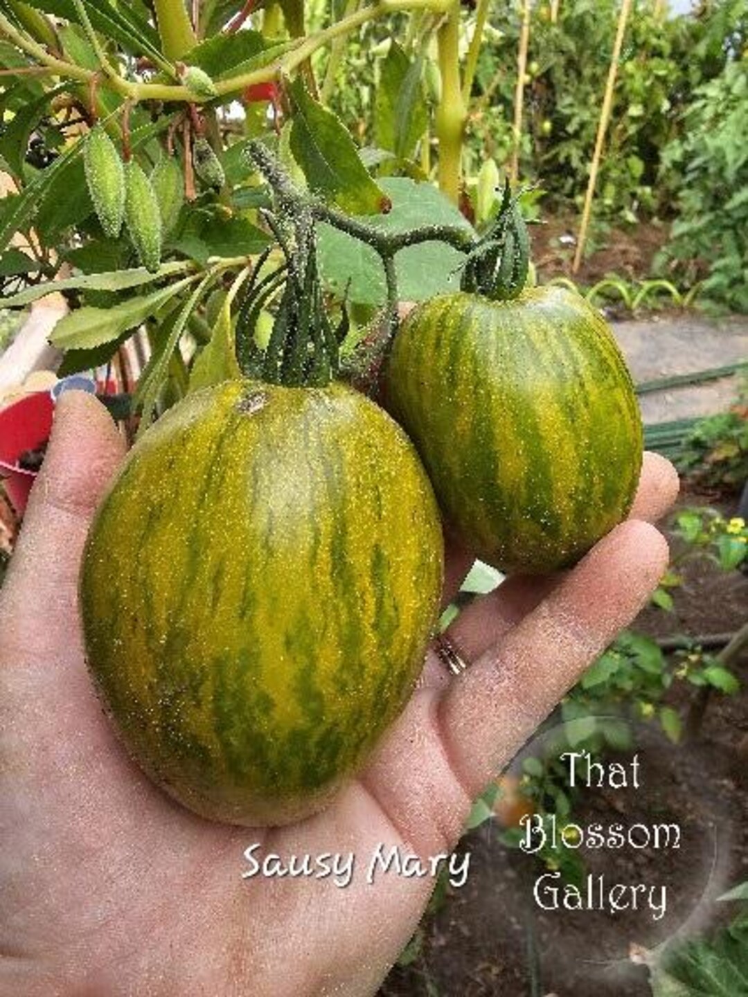 Saucy Mary Dwarf Tomato, 10 Seeds - Etsy