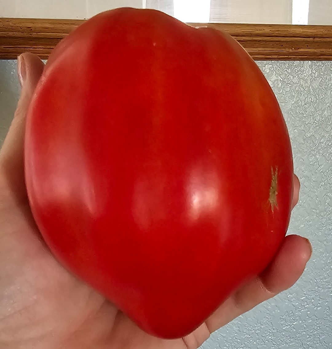 Goat Bag Tomato, 10 Seeds - Etsy