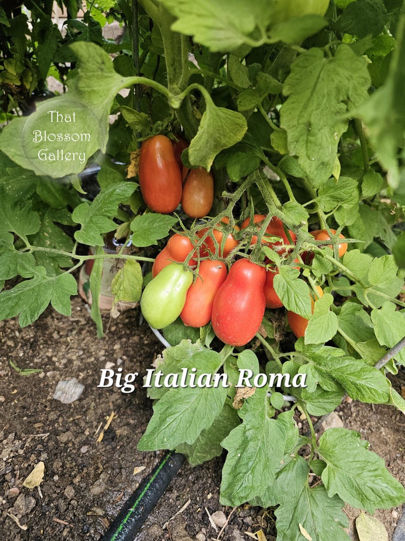 Big Italian Roma Tomato Seeds - Etsy