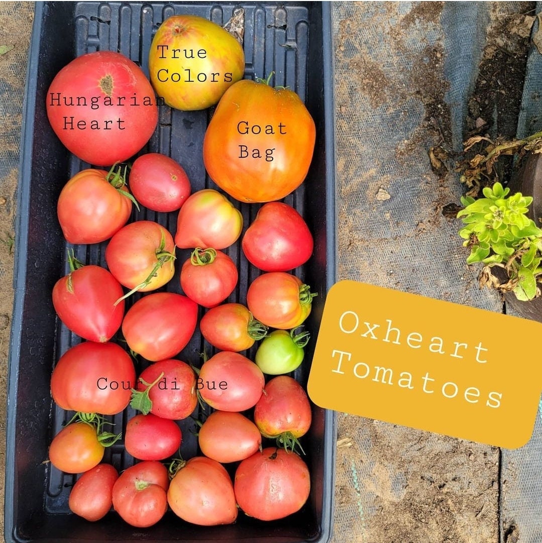 Oxheart Tomato Collection, 4 Seed Packets - Etsy