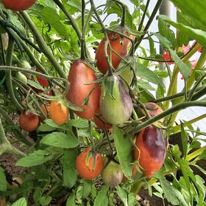 Märchenfee, AKA Fairytale Fairy, 10 Tomato Seeds - Etsy