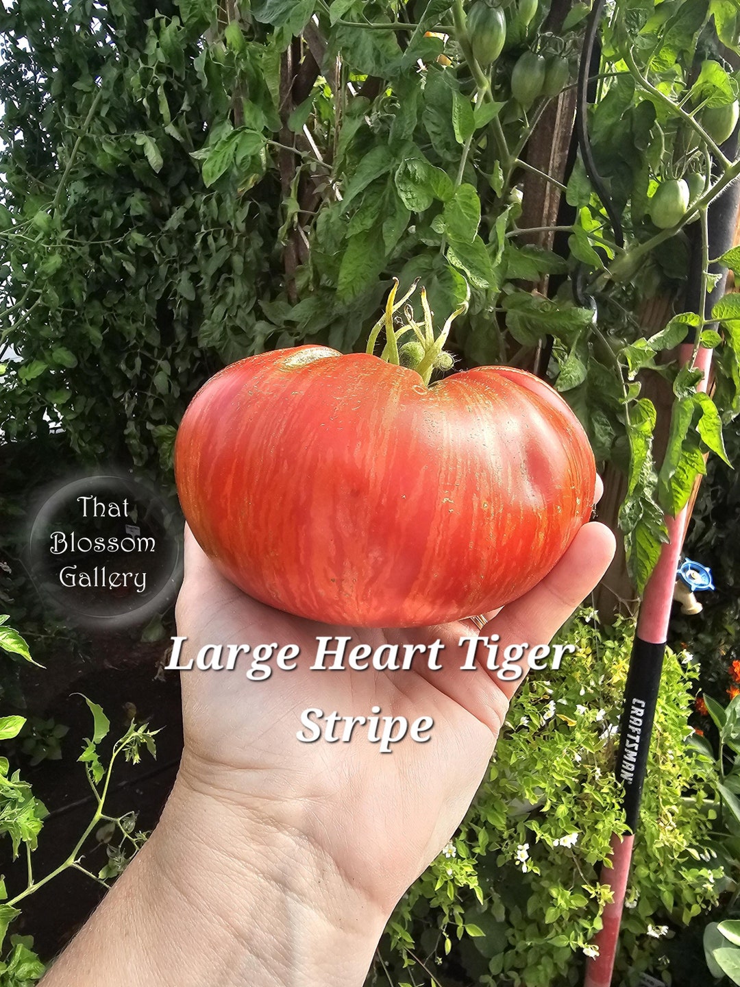 Large Heart Tiger Stripe Tomato Seeds - Etsy