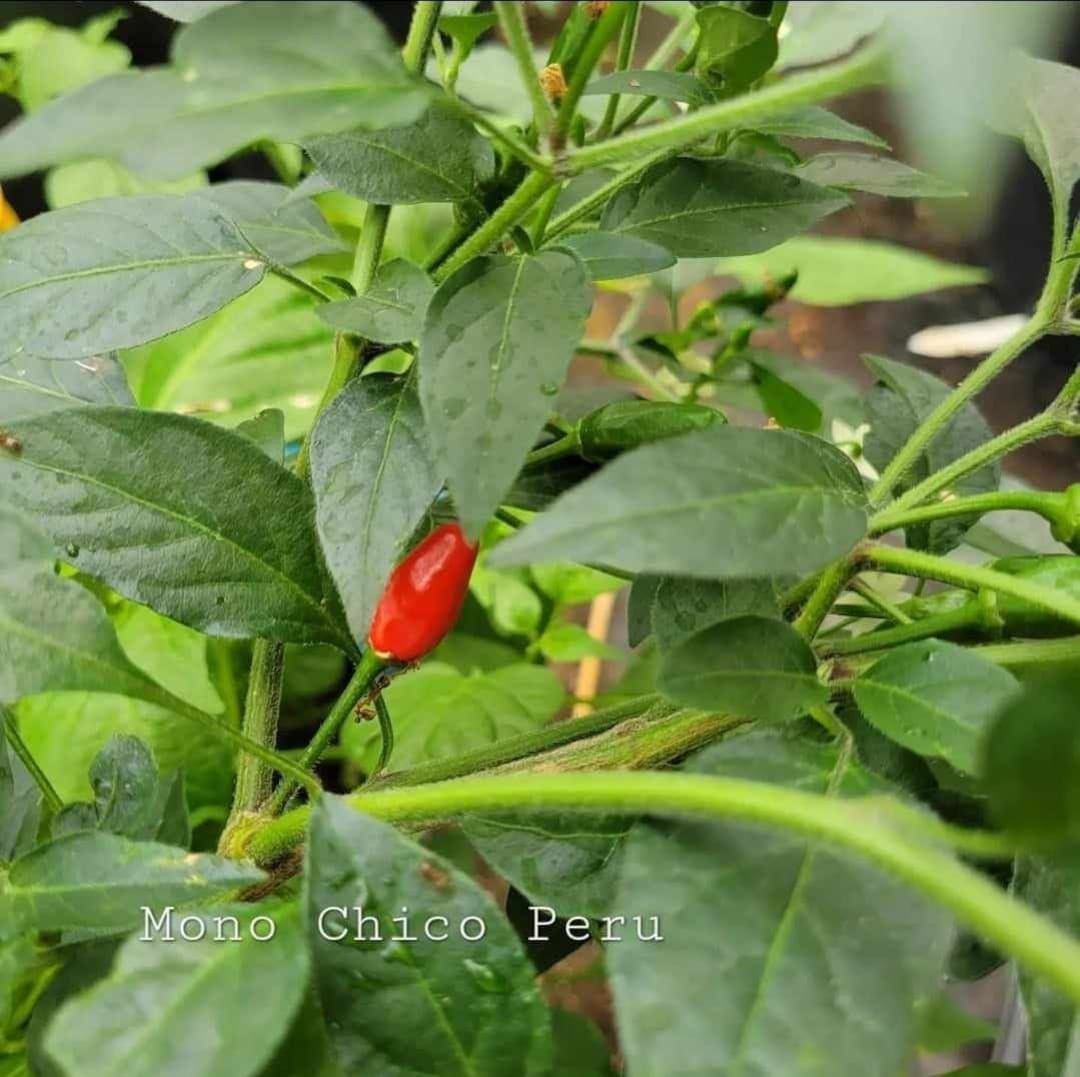 Mono Chico Peru, Wild Chili Pepper Seeds - Etsy