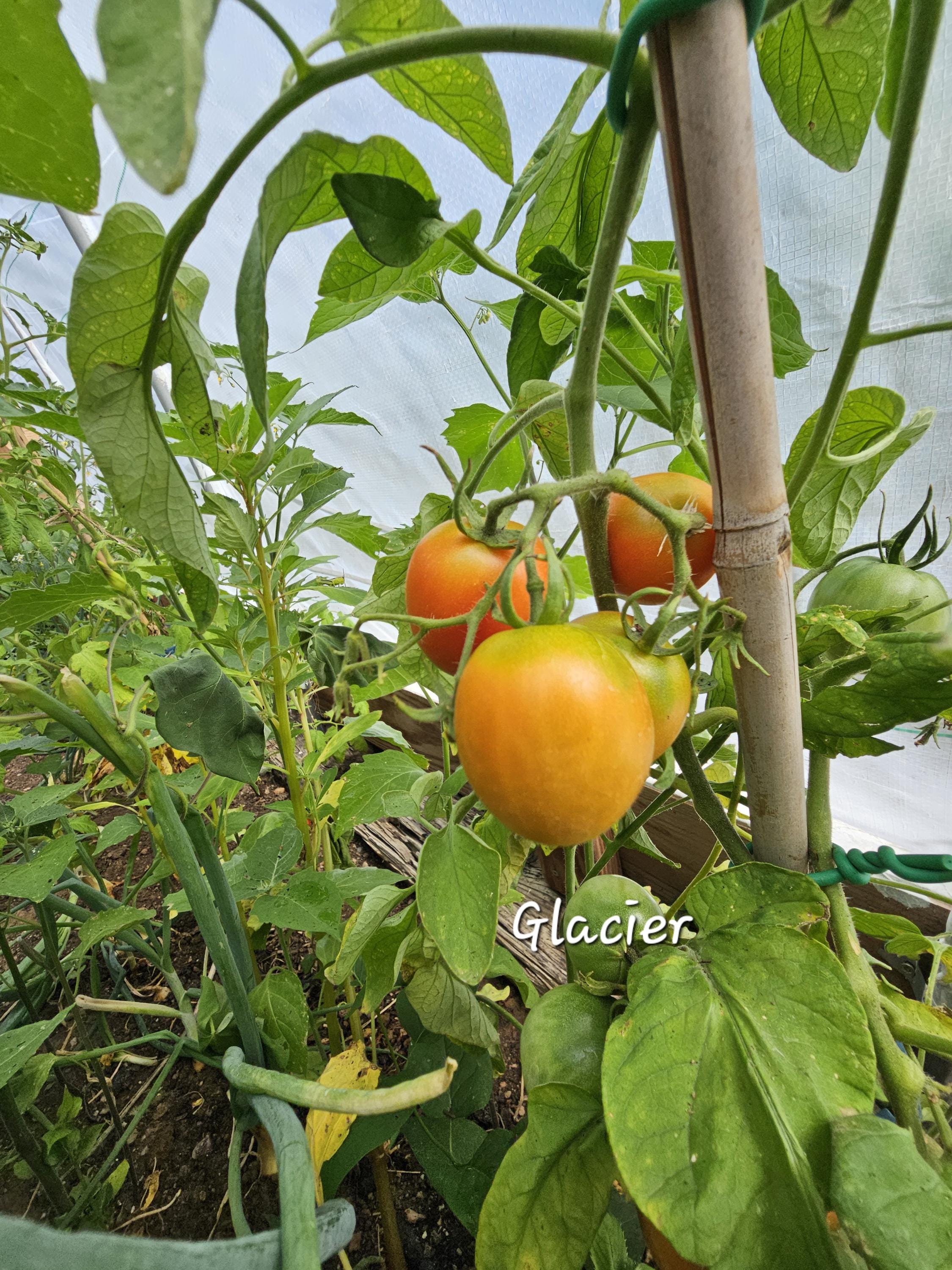 Glacier Tomato Seeds - Etsy