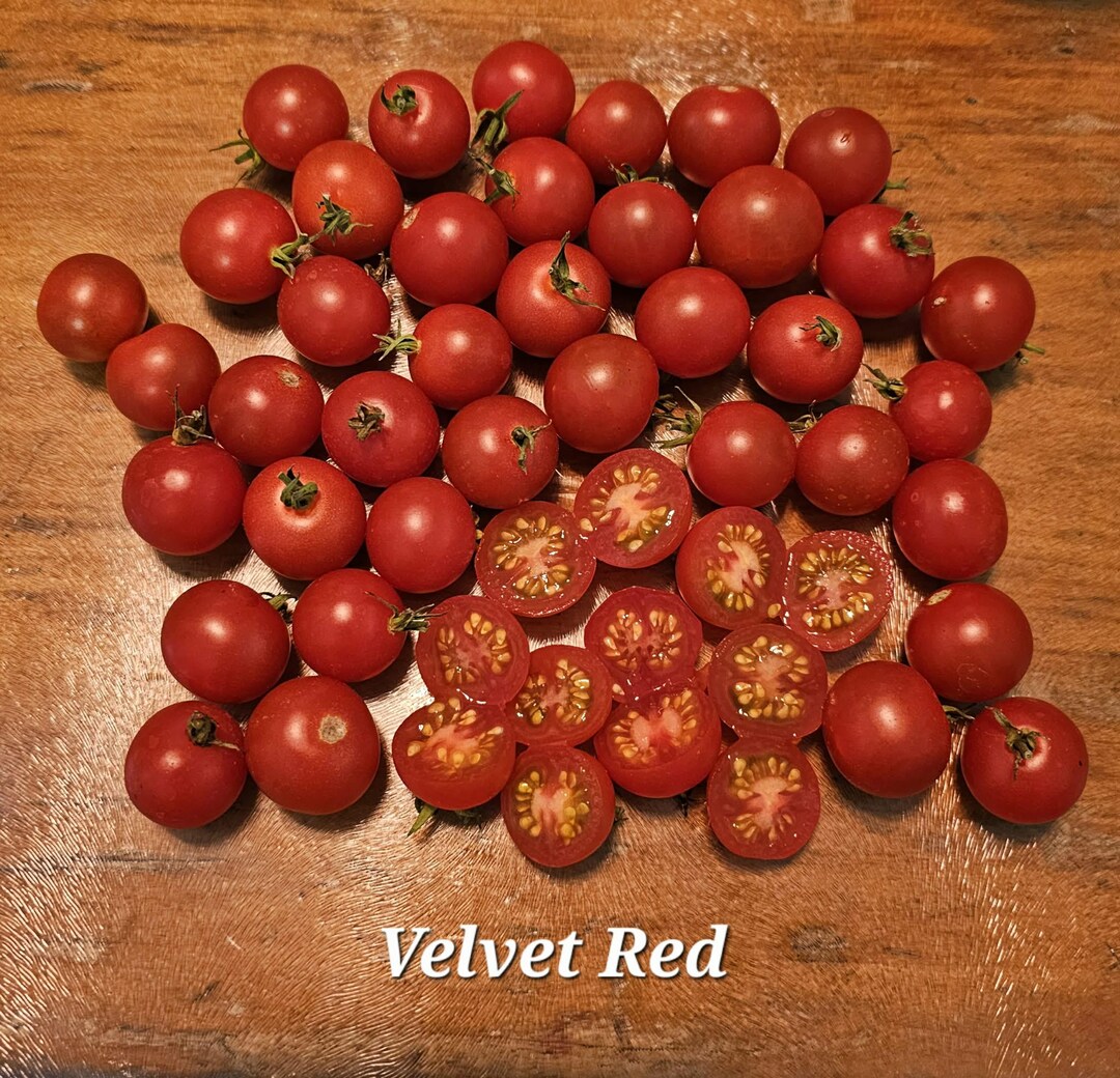 Velvet Red Cherry Tomato, 10 Seeds - Etsy