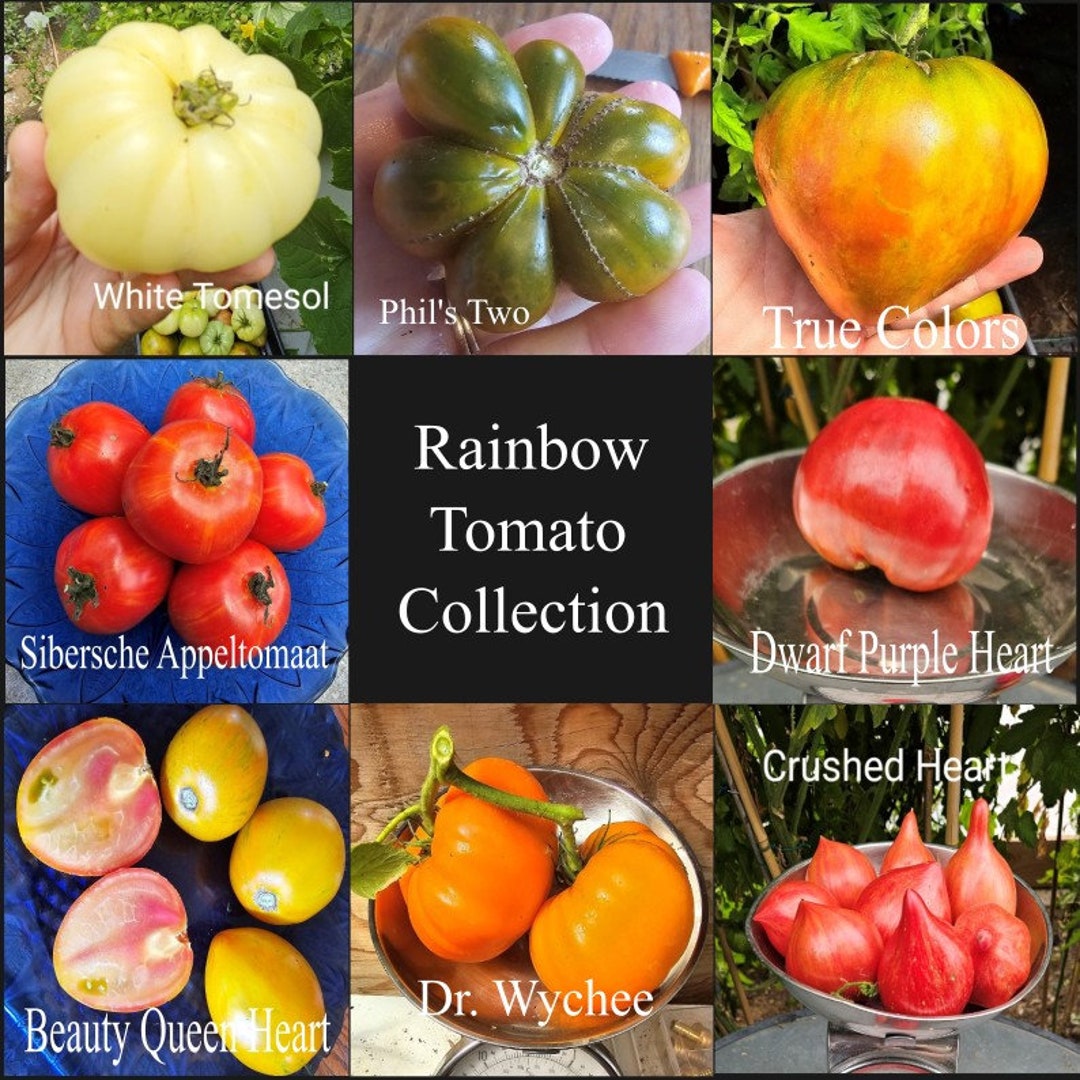 Rainbow Tomato Collection, 8 Seed Packets - Etsy