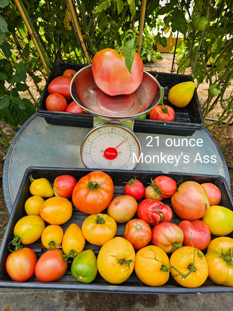 Monkey Ass Tomato, 10 Seeds - Etsy