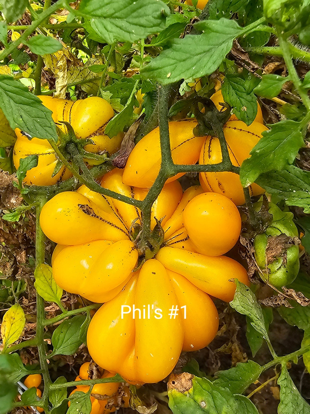 Phil's One Tomato 10 Seeds - Etsy