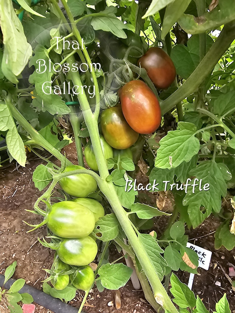 Black Truffle Plum Tomato Seeds - Etsy