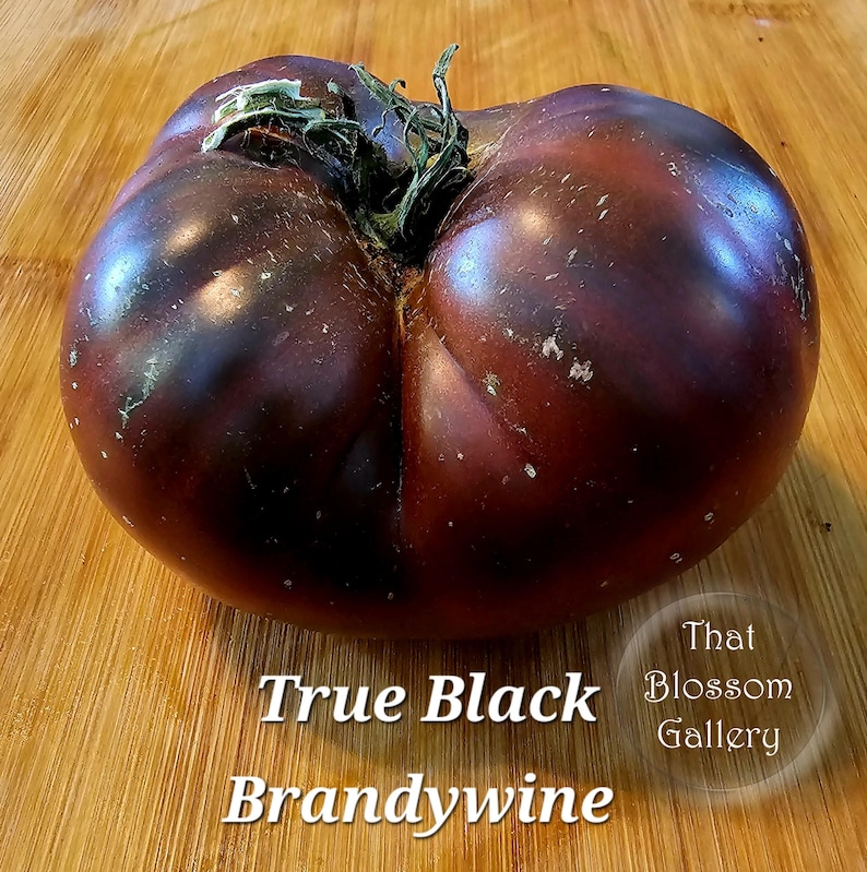 True Black Brandywine Tomato. 10 Seeds - Etsy