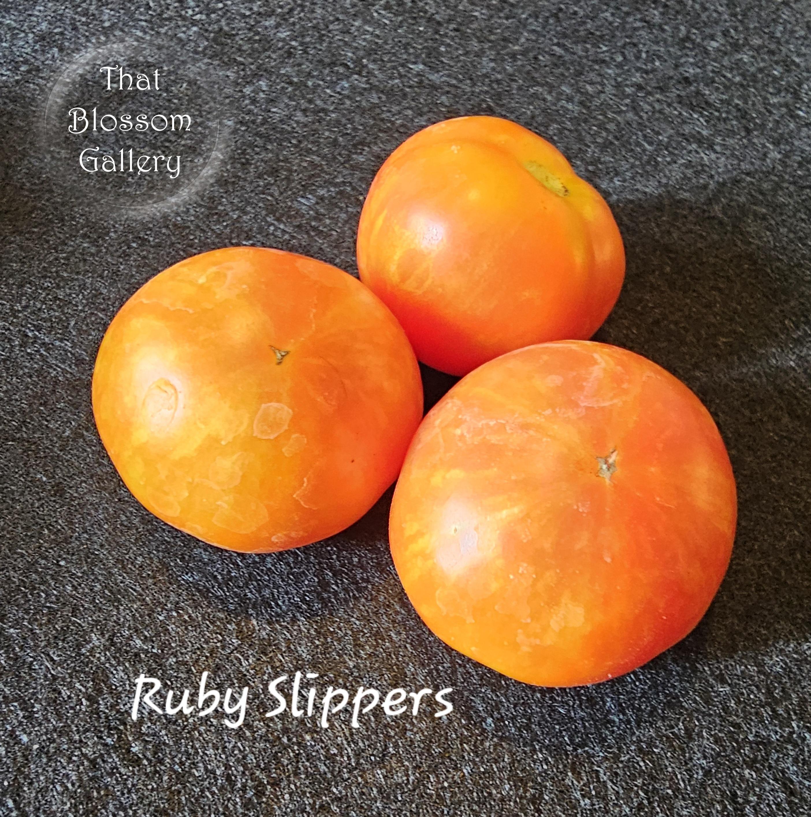 Ruby Slippers Dwarf Tomato Seeds - Etsy