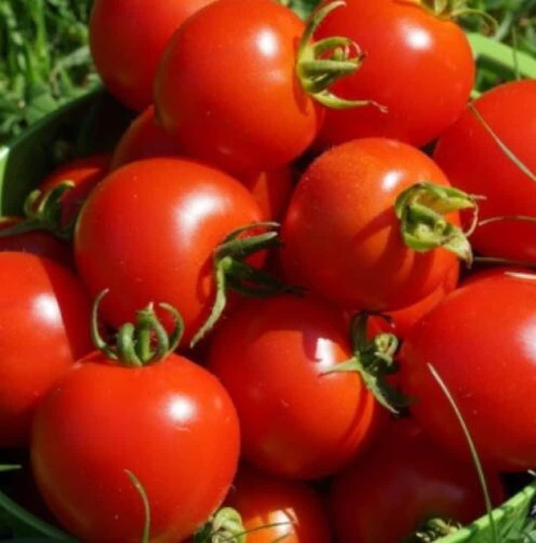 Geranium Kiss Multiflora Dwarf Tomato 10 Seeds - Etsy