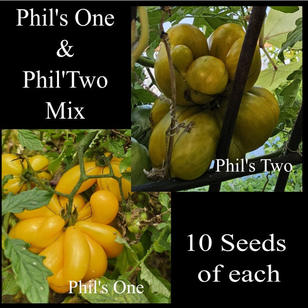 Phils One & Phil's Two Tomato Collection, Two Seed Packets - Etsy