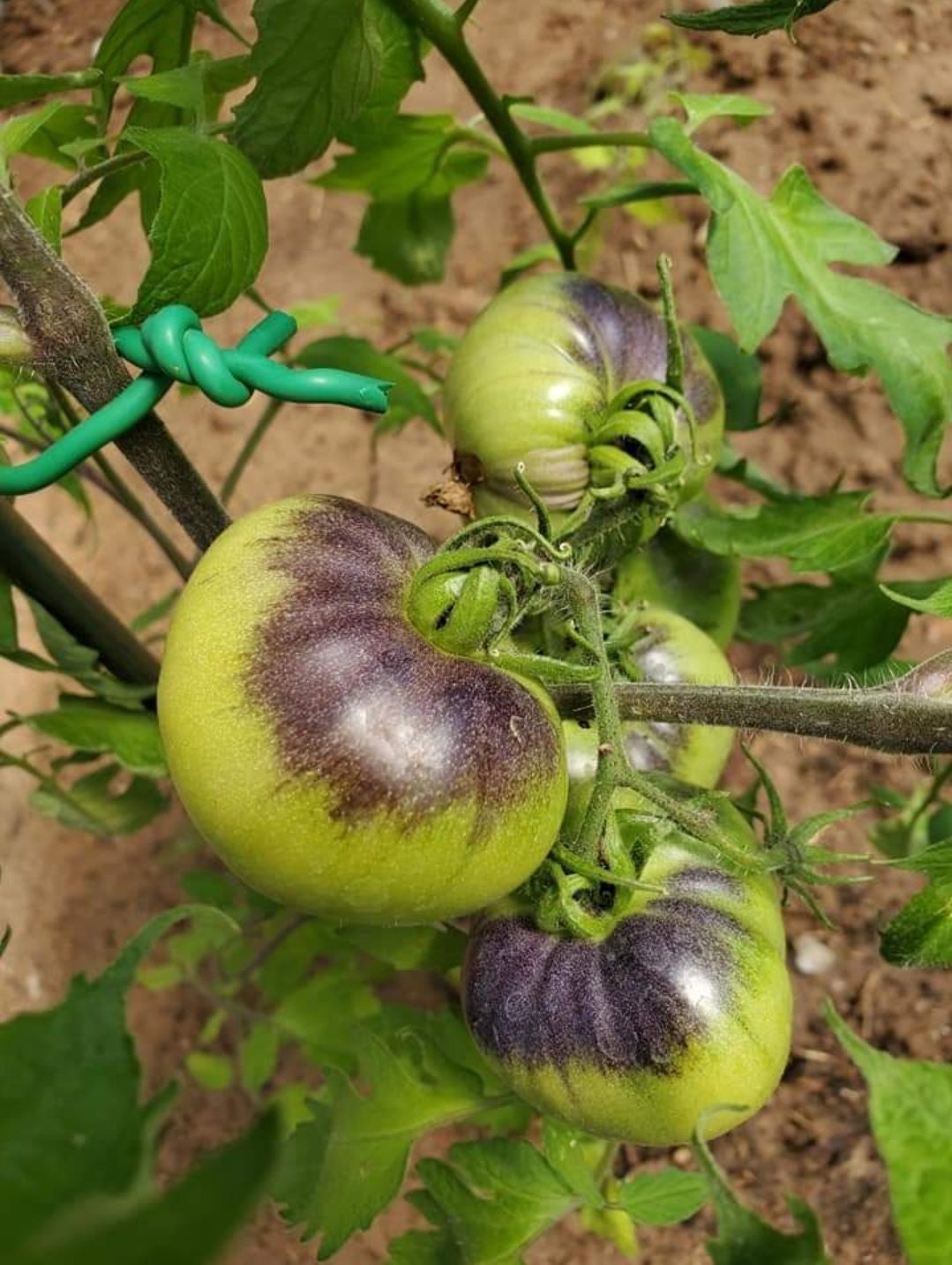 Pink Siberian Tiger Tomato Seeds - Etsy