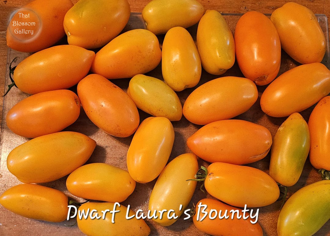 Dwarf Laura's Bounty Tomato, 10 Seeds - Etsy