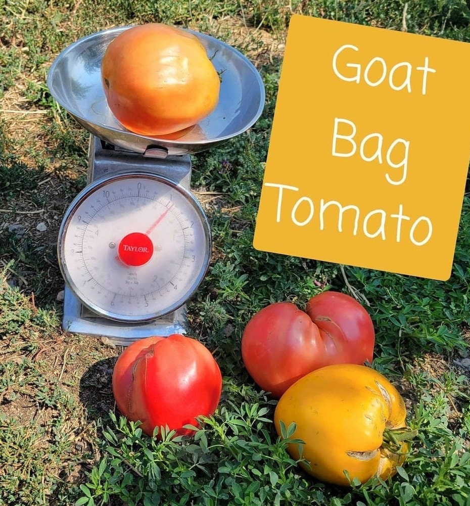 Goat Bag Tomato, 10 Seeds - Etsy