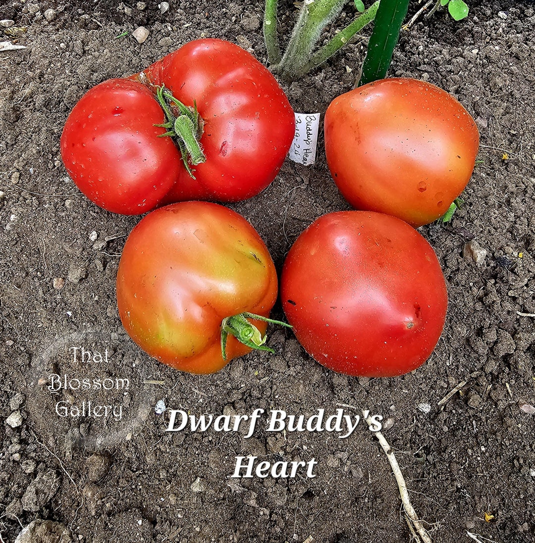 Buddy's Heart Dwarf Tomato Seeds - Etsy