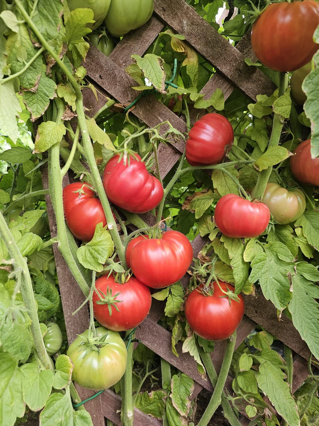 Kumbel Tomato, AKA Кумбель, 10 Seeds - Etsy