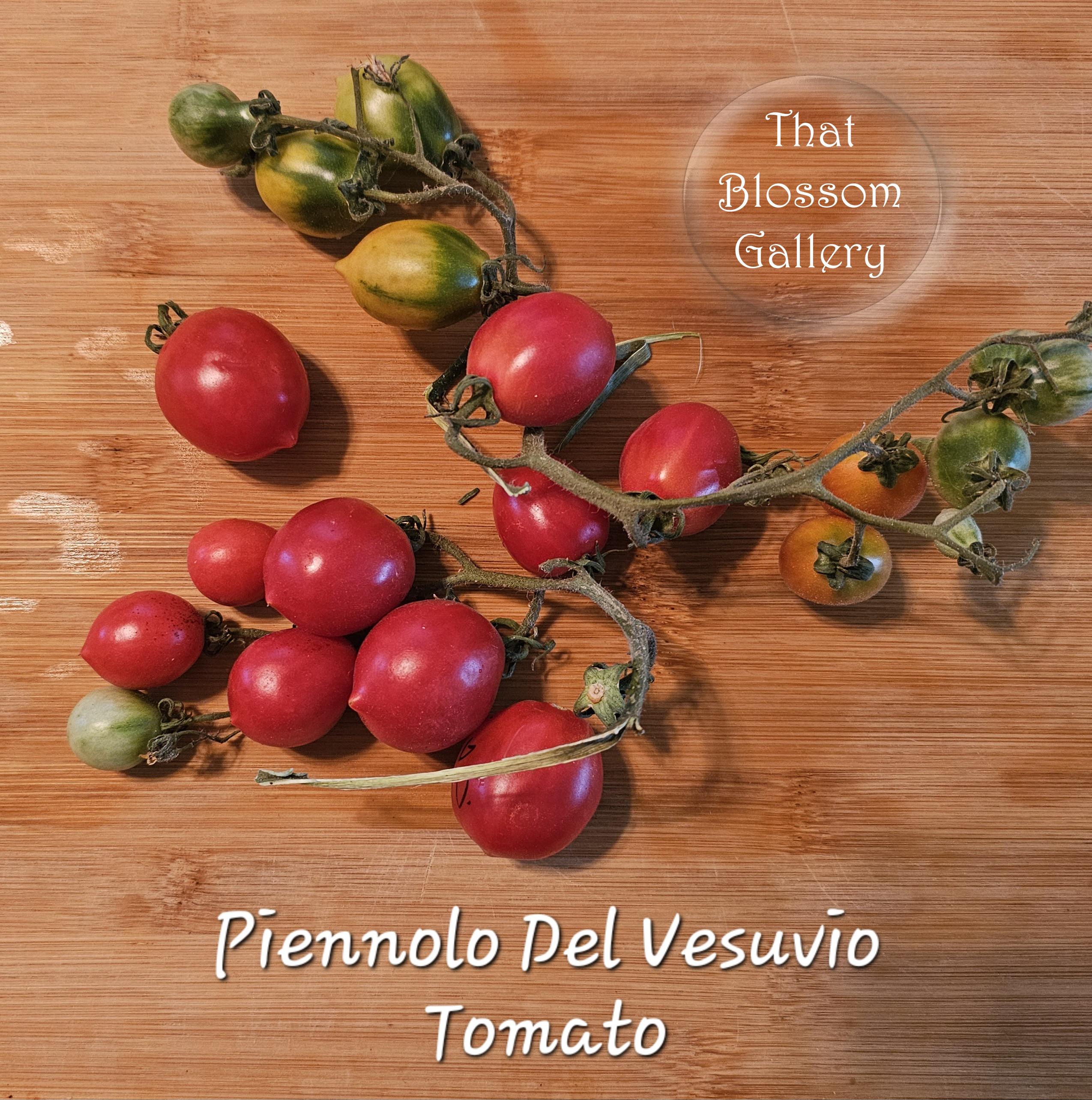 Piennolo Del Vesuvio Heirloom Tomato, 10 Seeds - Etsy