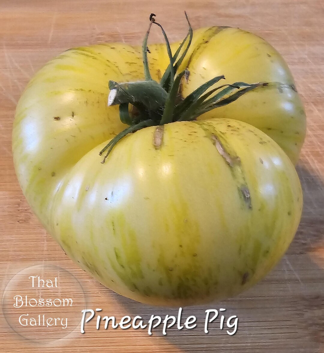 Pineapple Pig Tomato Seeds - Etsy