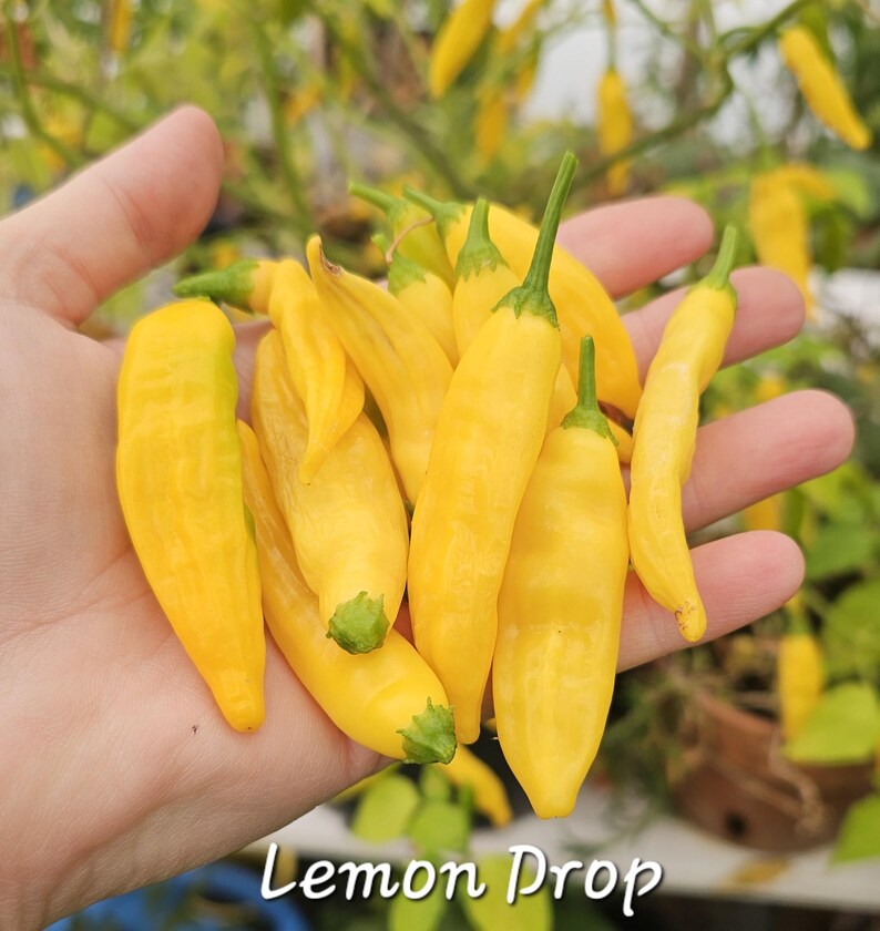 Lemon Drop Pepper Seeds, AKA Aji Limon, Capsicum Baccatum - Etsy