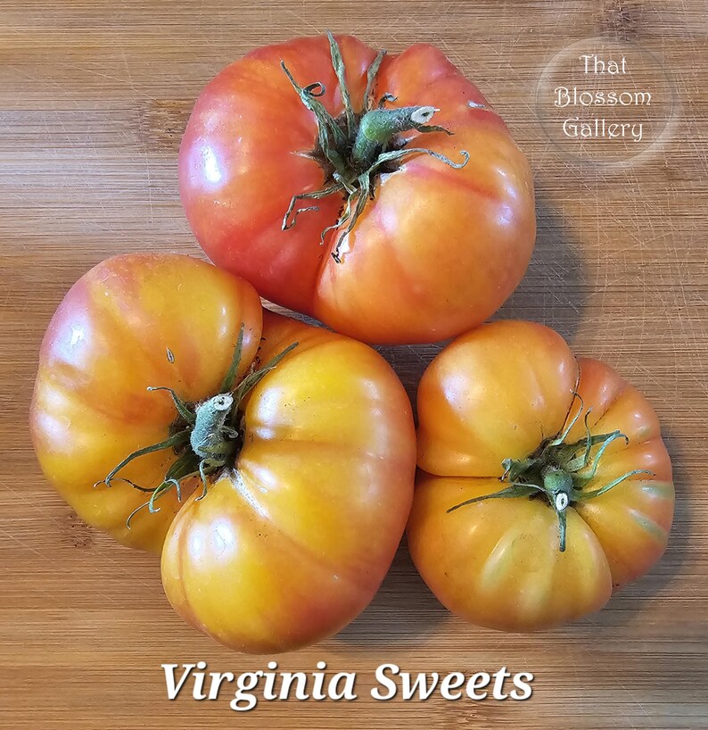 Virginia Sweets Heirloom Tomato, 10 Seeds - Etsy