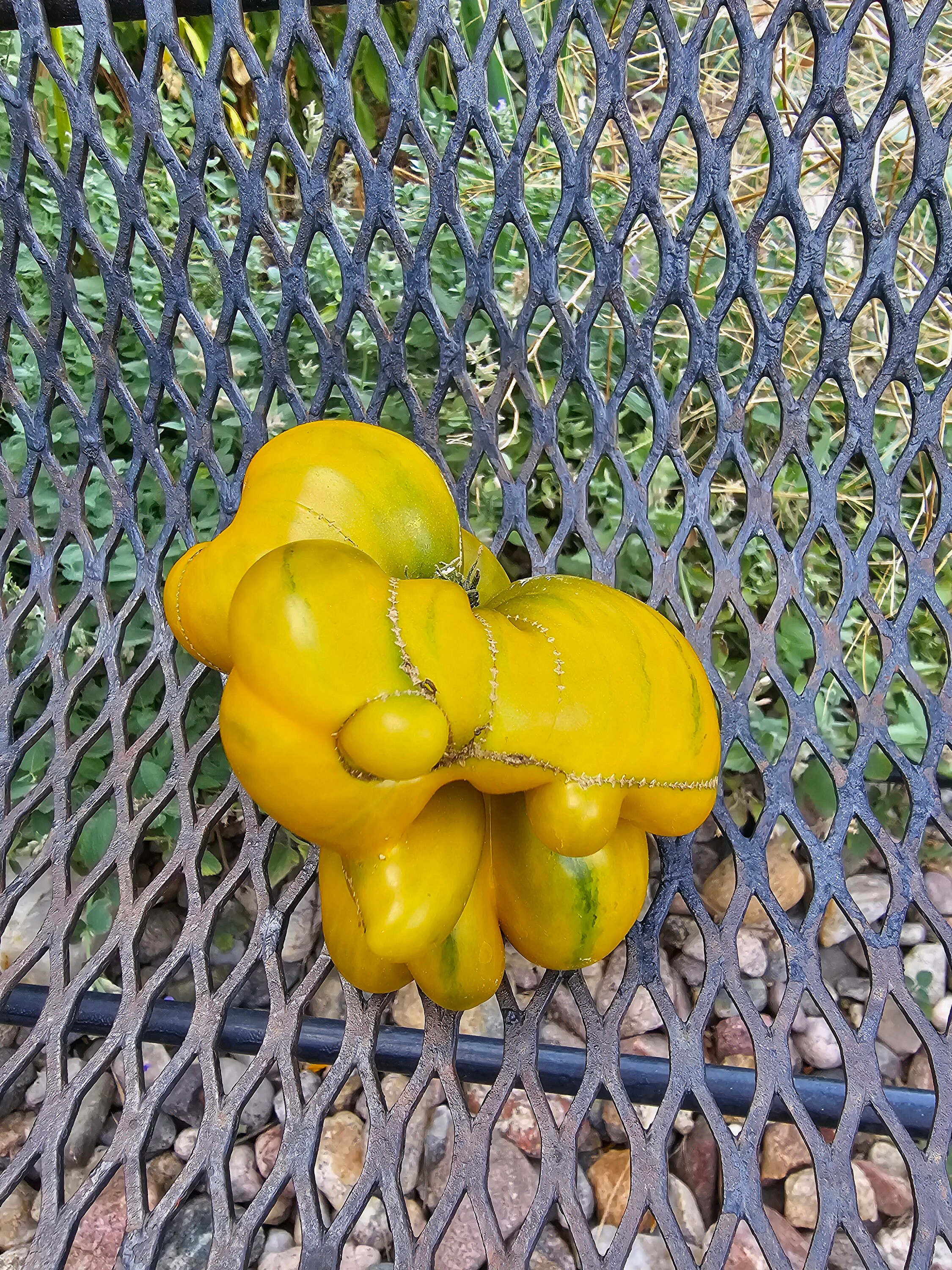 Phil's Two Tomato - Etsy