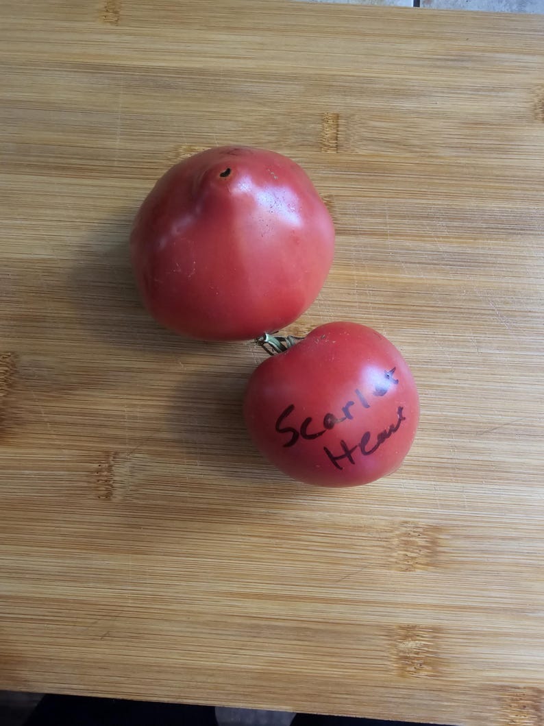 Scarlet Heart Dwarf Tomato, 10 Seeds - Etsy