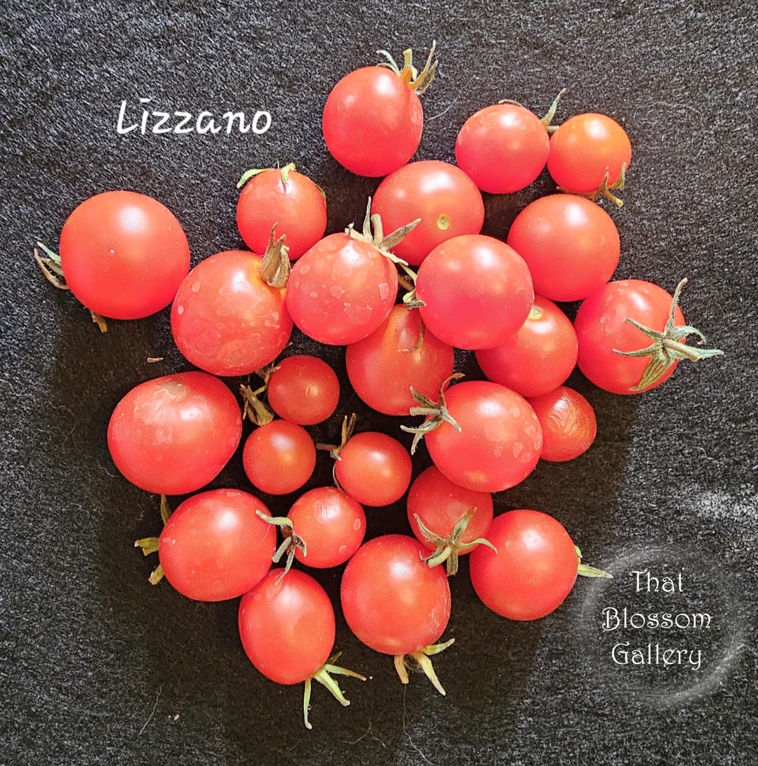 Lizzano Hanging Basket Tomato - Etsy