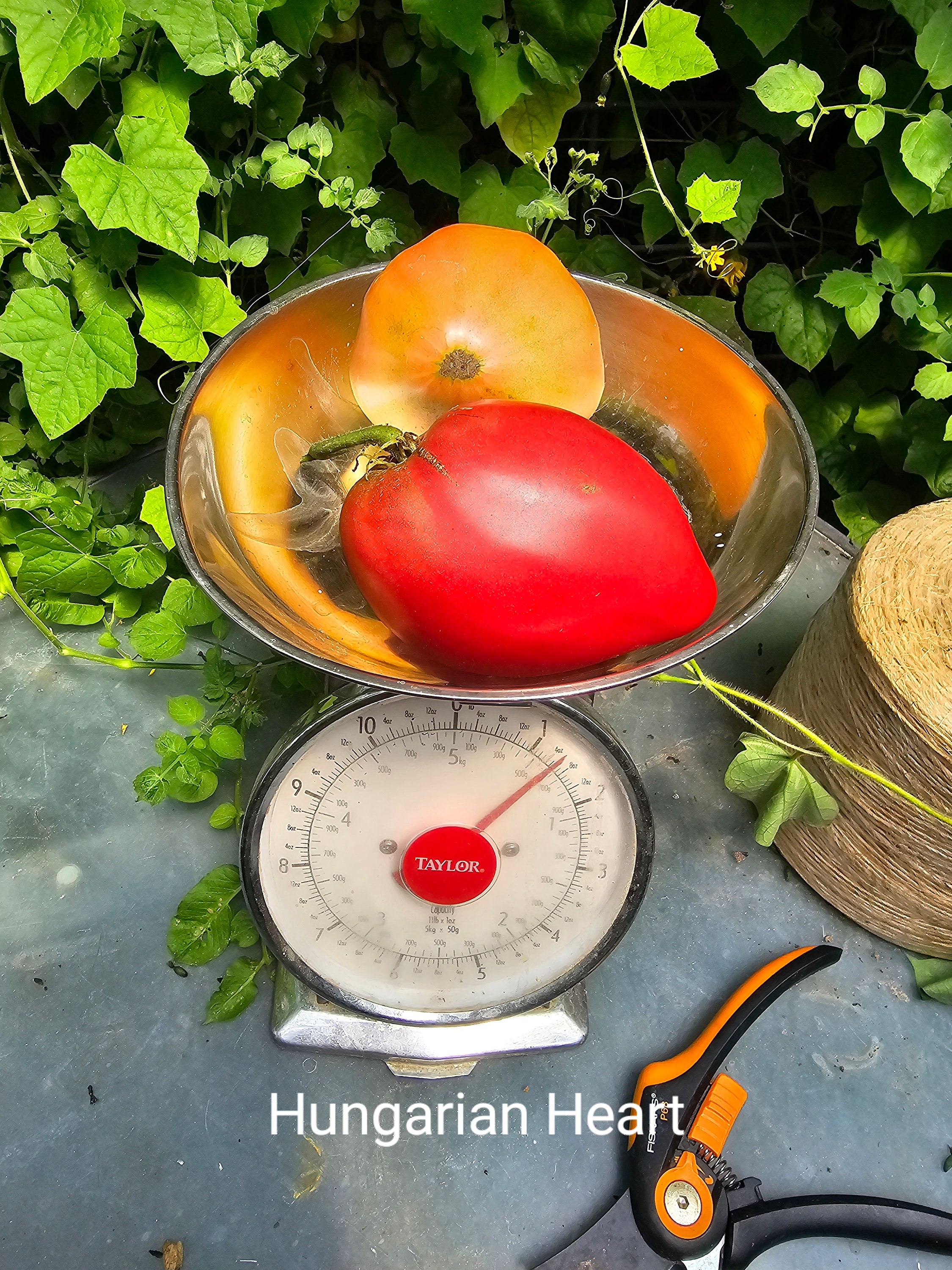 Hungarian Heart Tomato Seeds - Etsy