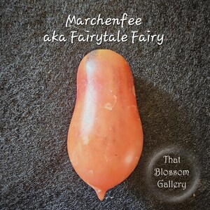 Märchenfee, AKA Fairytale Fairy, 10 Tomato Seeds - Etsy