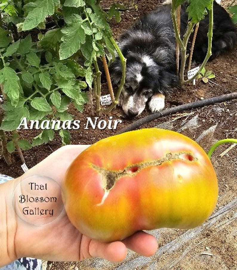 Ananas Noir, Black Pineapple Tomato 20 Seeds - Etsy