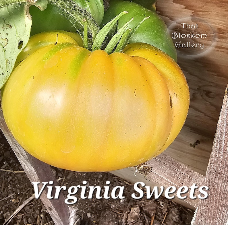 Virginia Sweets Heirloom Tomato Seeds - Etsy