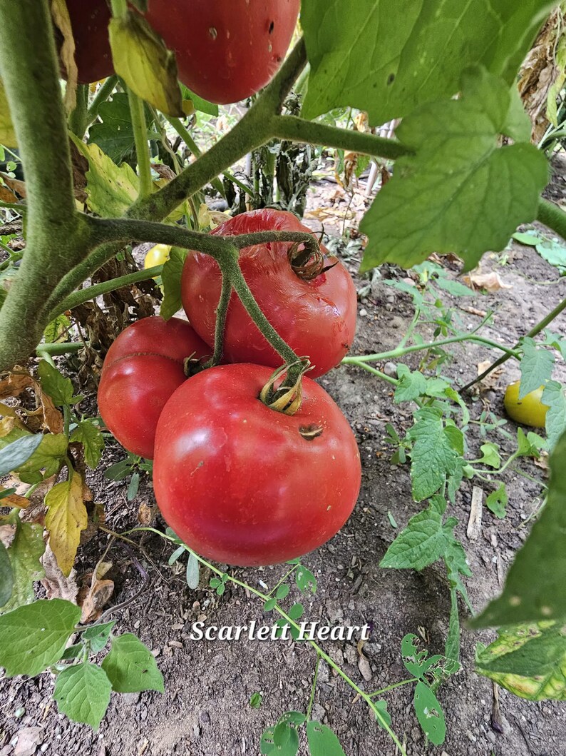 Scarlet Heart Dwarf Tomato, 10 Seeds - Etsy