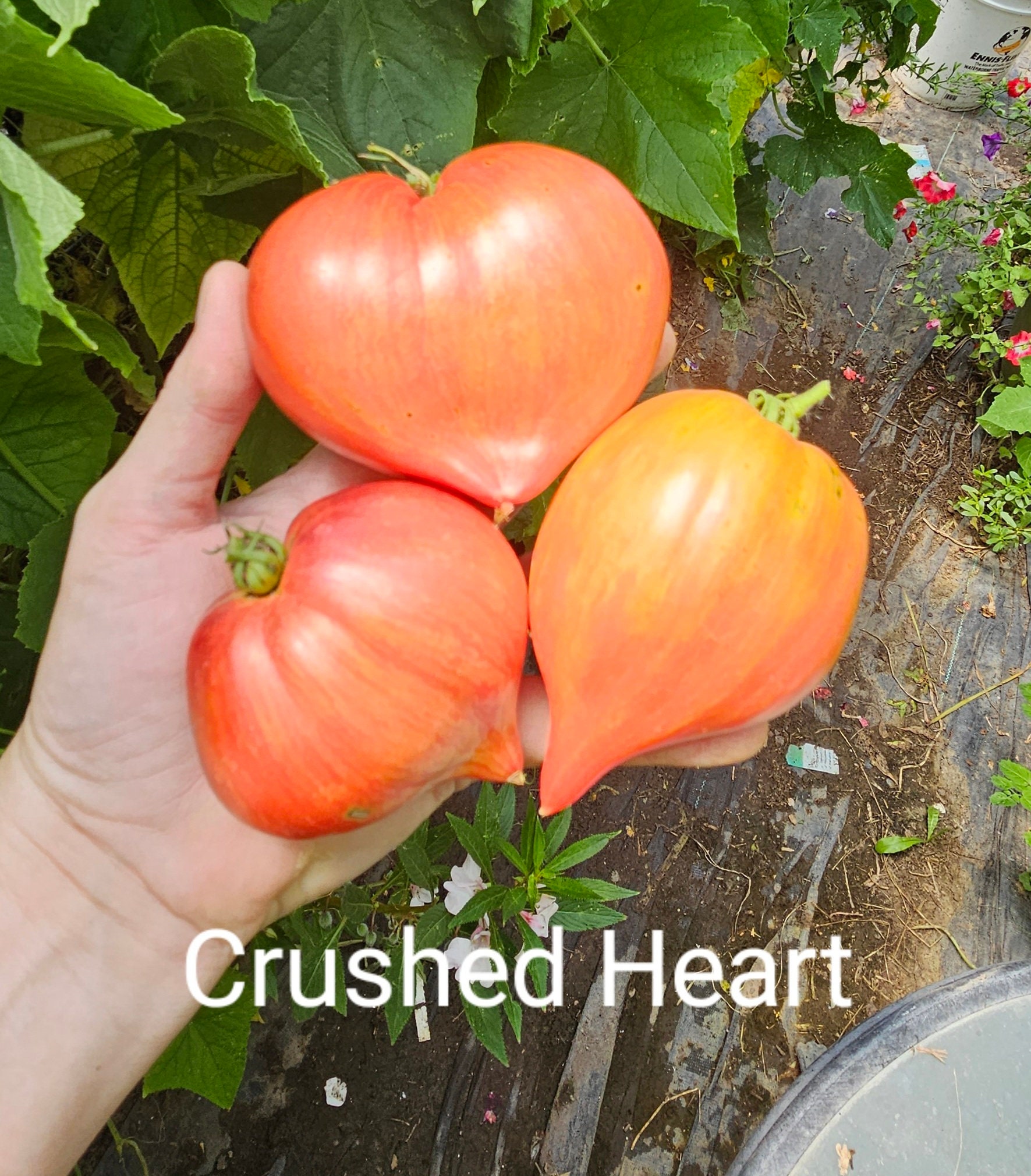Crushed Heart Tomato Seeds - Etsy