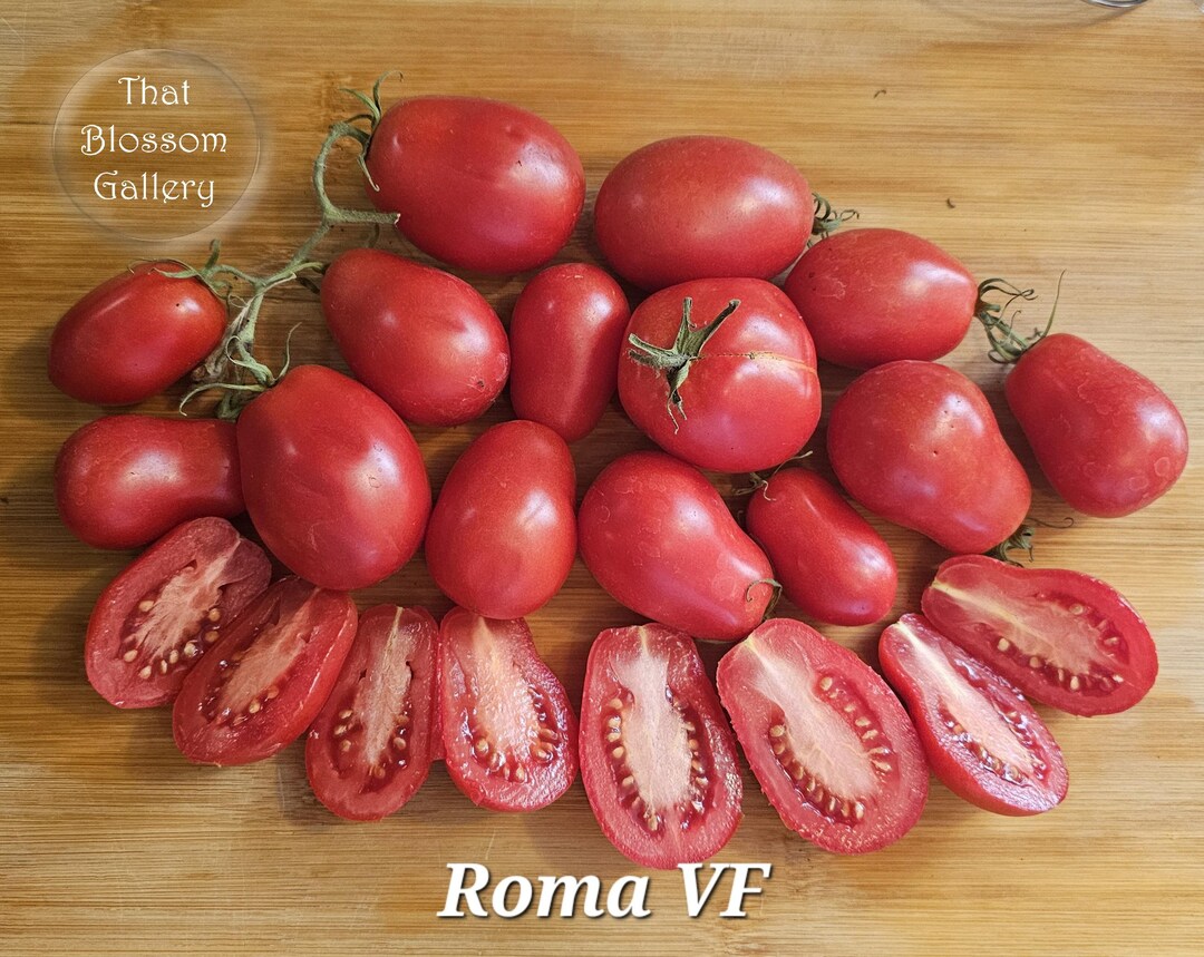 Roma VF, Heirloom Paste Tomato Seeds - Etsy