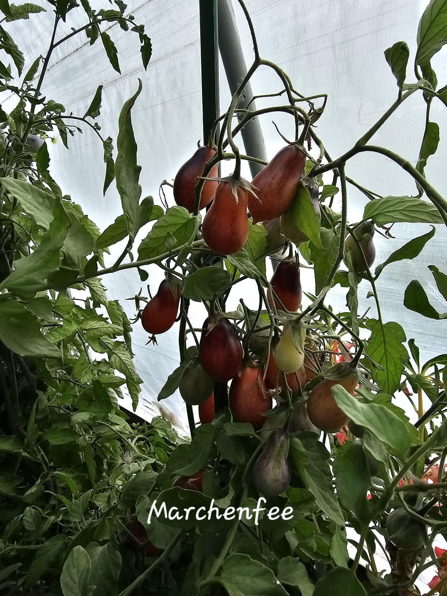Märchenfee, AKA Fairytale Fairy, 10 Tomato Seeds - Etsy