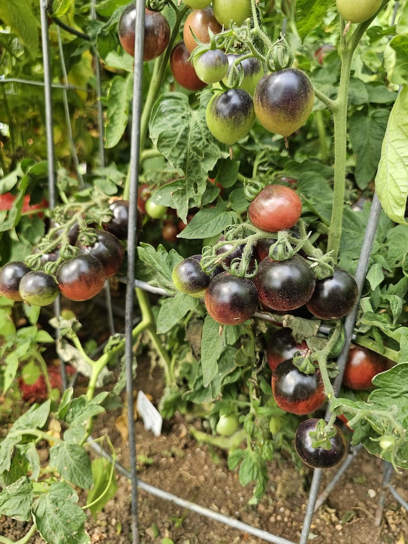 Dwarf Mocha's Cherry Tomato, 10 Seeds - Etsy