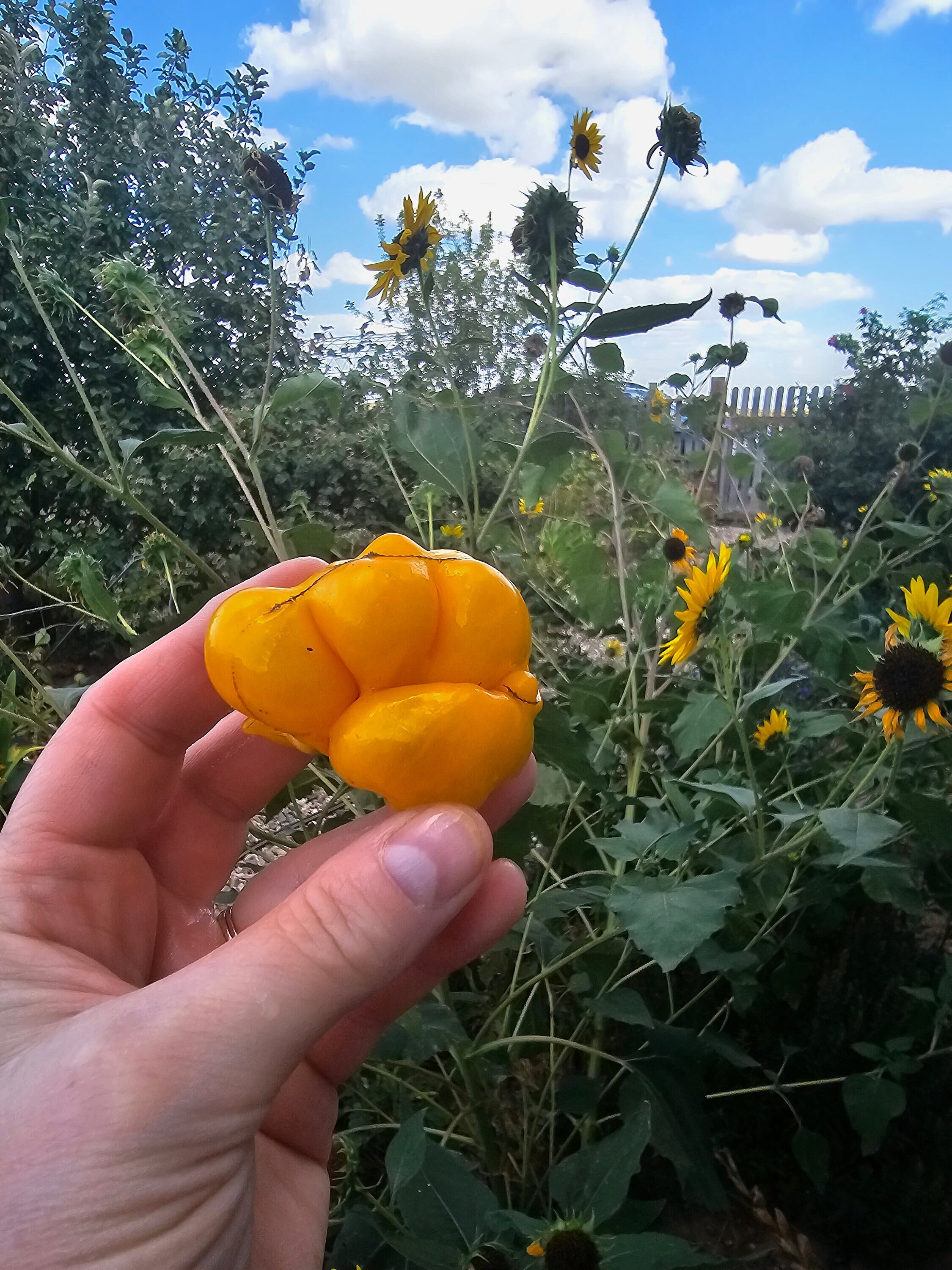 Phil's One Tomato 10 Seeds - Etsy