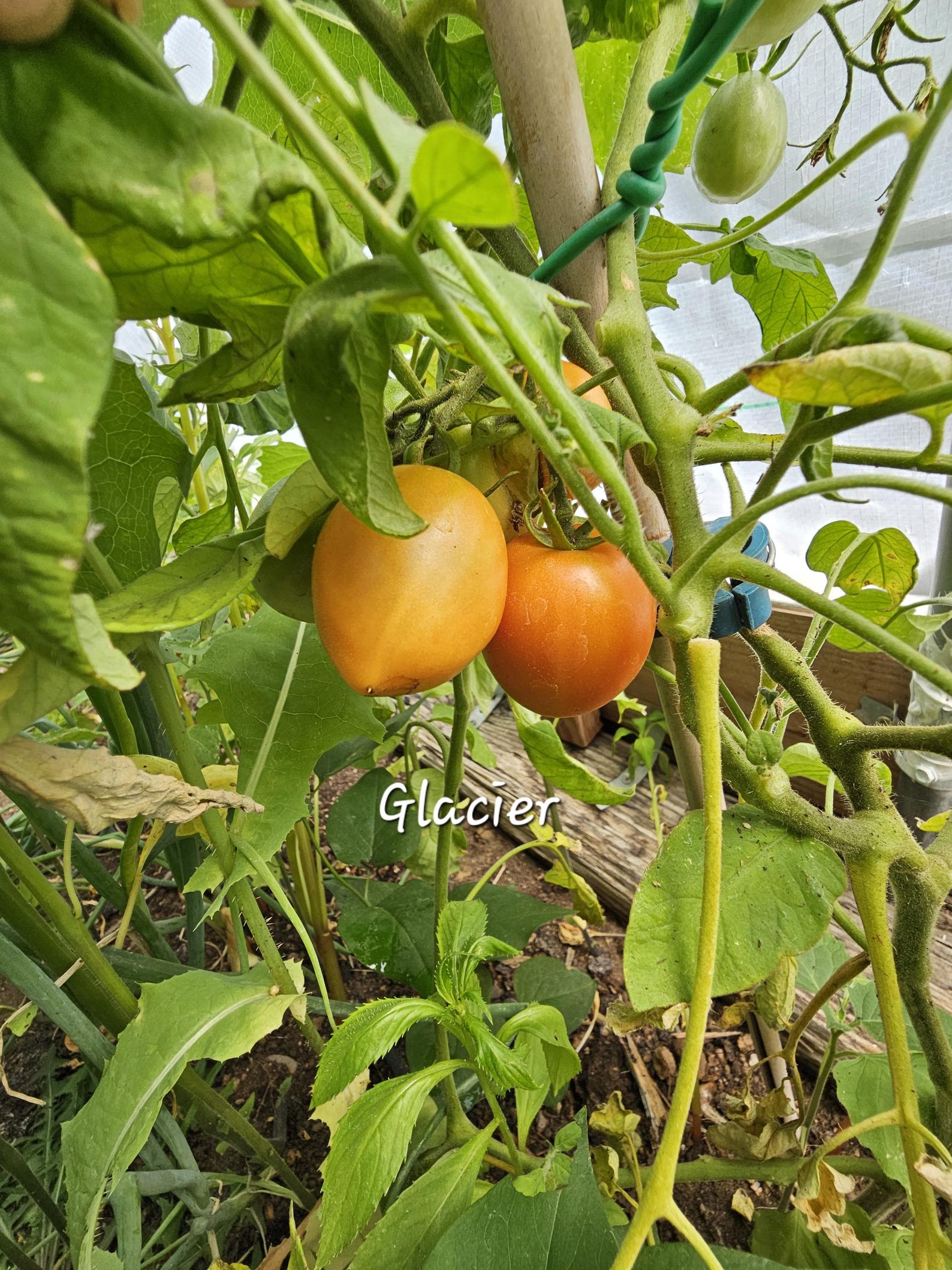 Glacier Tomato Seeds - Etsy