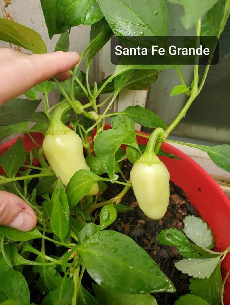 Santa Fe Grande Pepper Seeds - Etsy