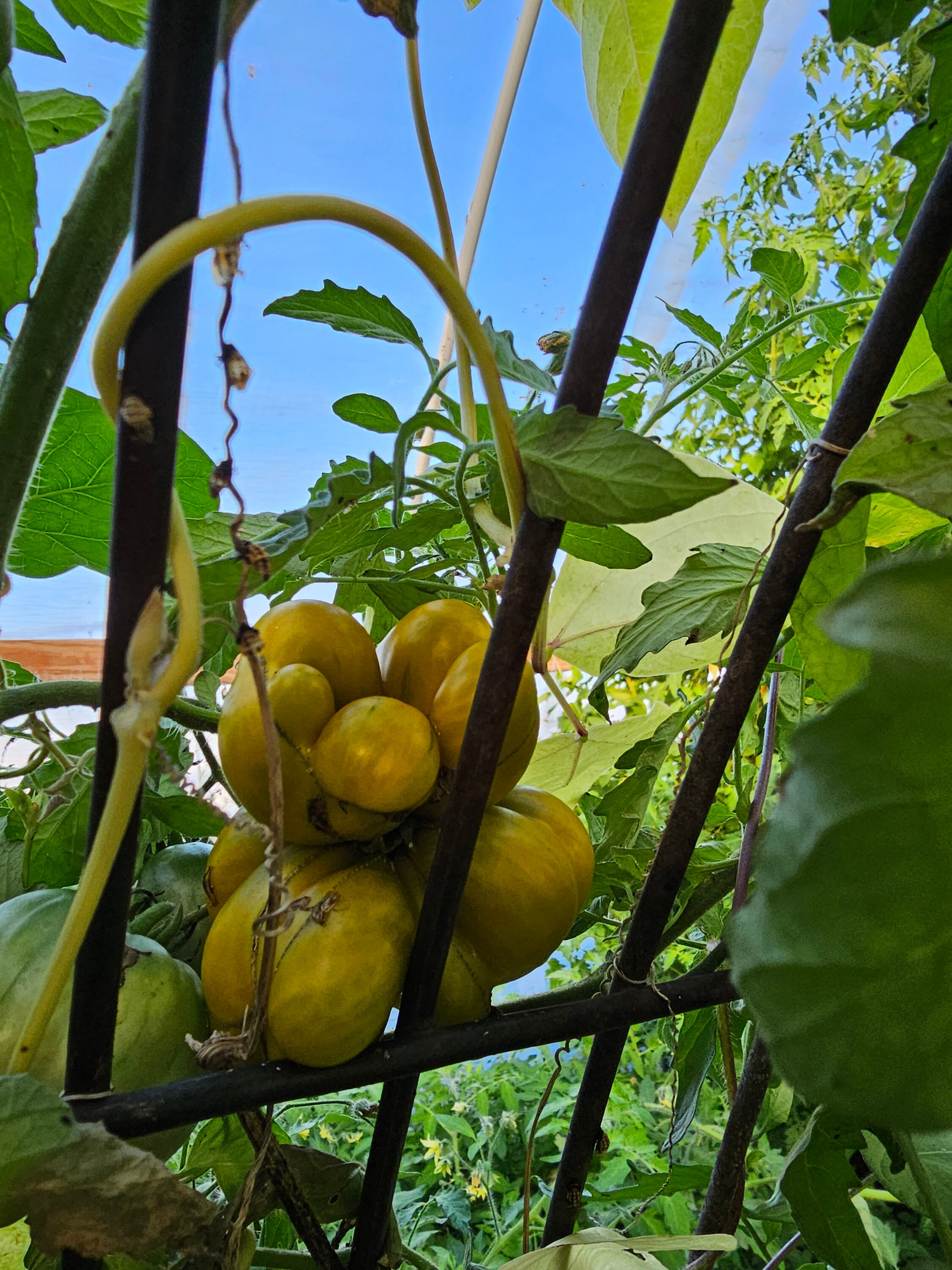 Phil's Two Tomato - Etsy