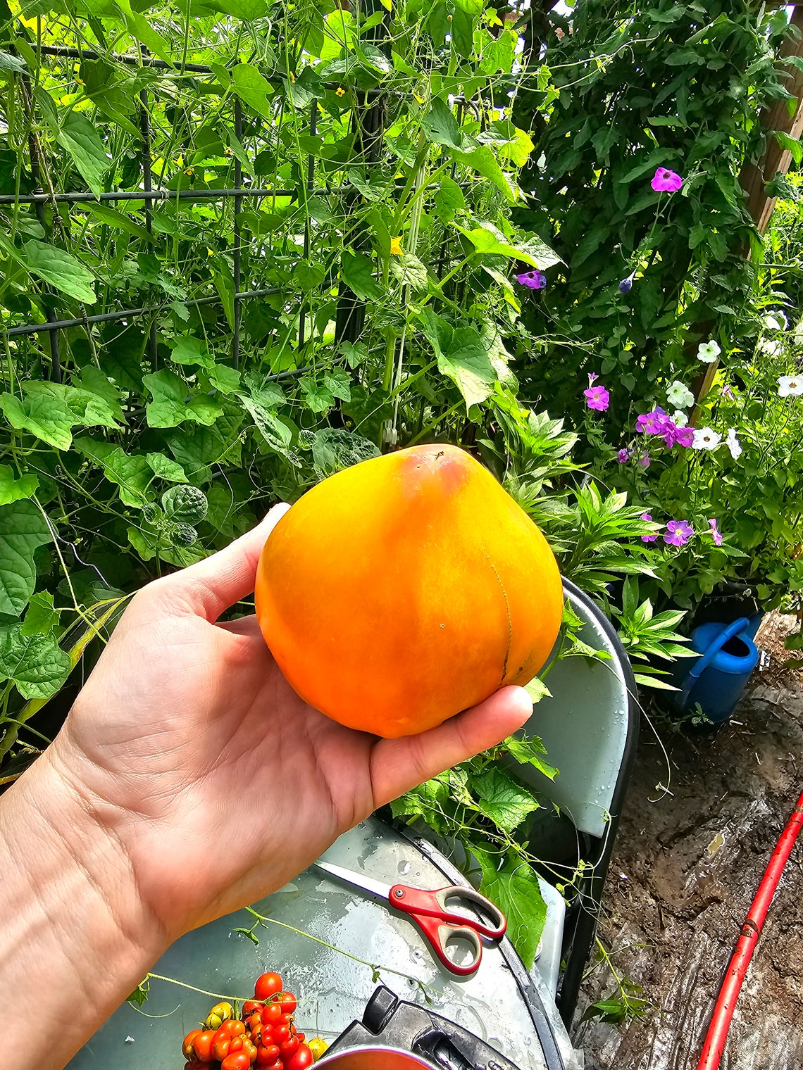 Midnight Sun Tomato, 20 Seeds - Etsy