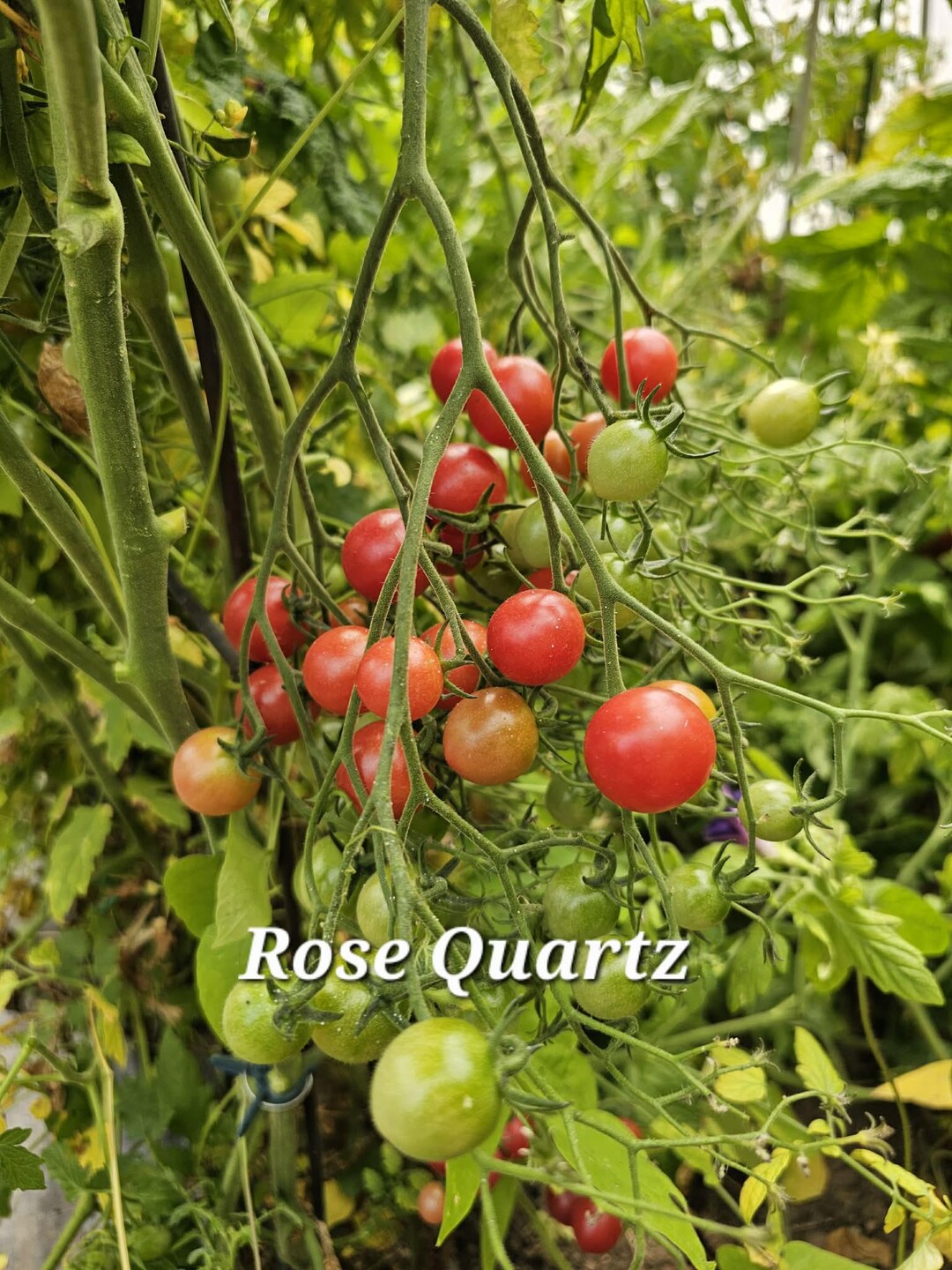 Rose Quartz Multiflora Cherry Tomato, 10 Seeds - Etsy