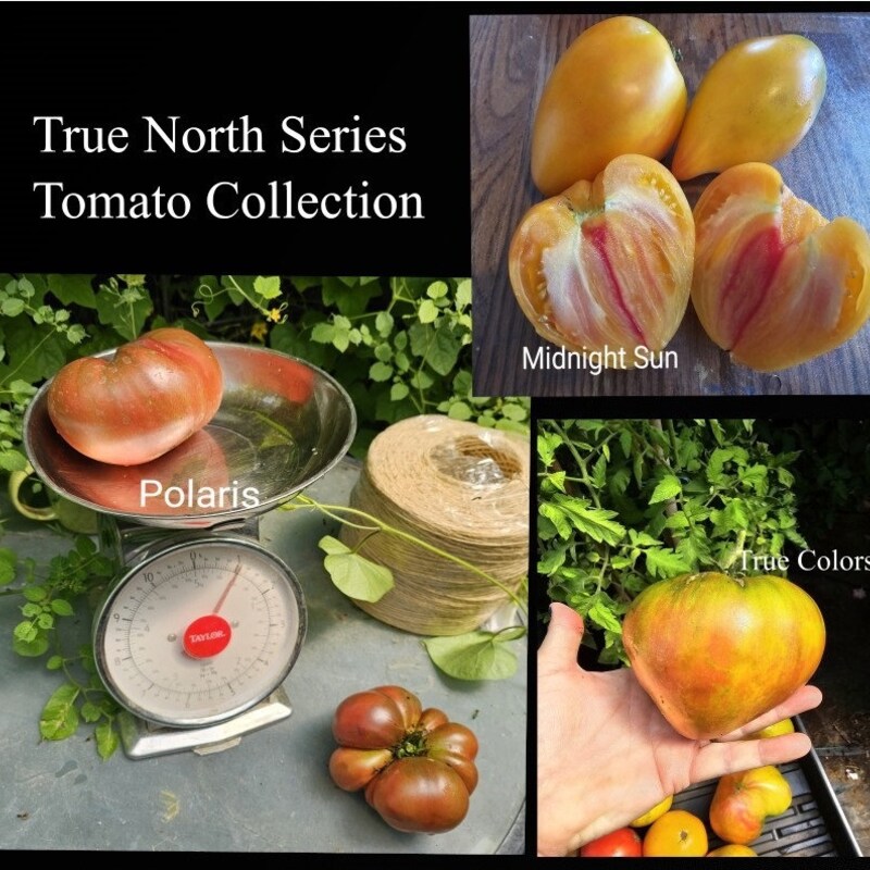 Tomatoes - Etsy