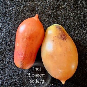 Märchenfee, AKA Fairytale Fairy, 10 Tomato Seeds - Etsy