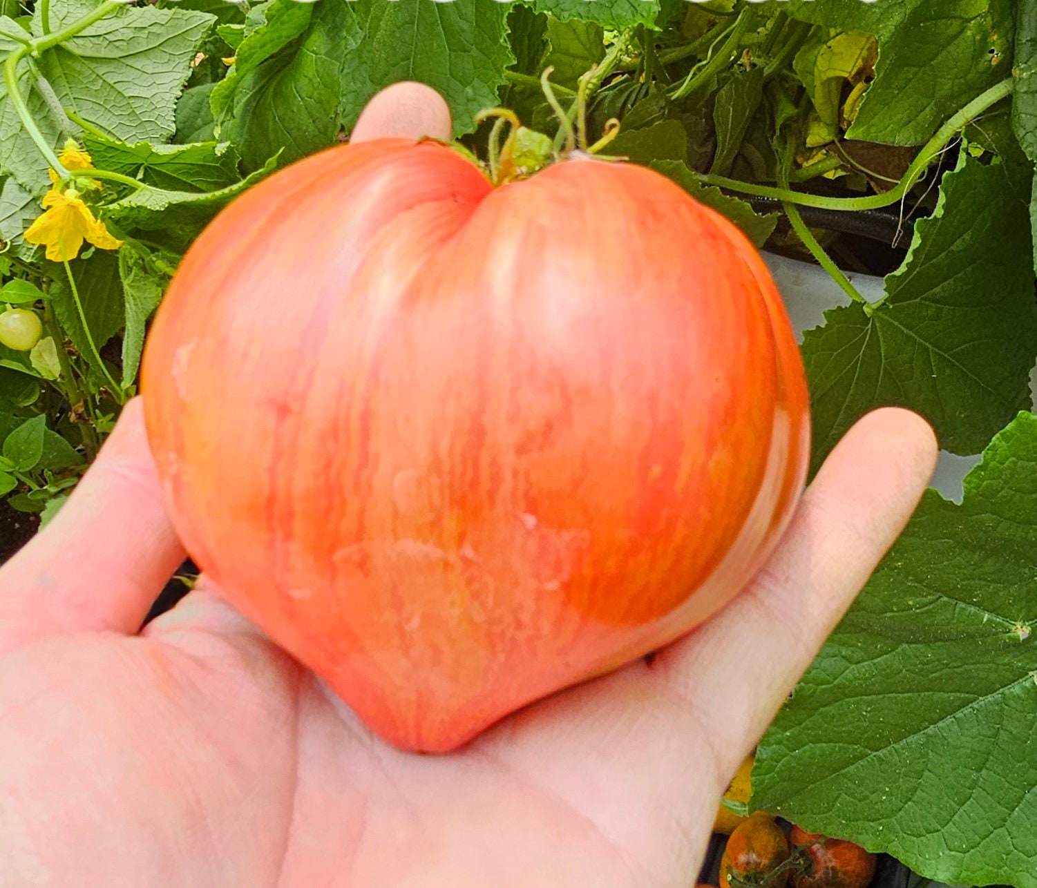 Crushed Heart Tomato Seeds - Etsy