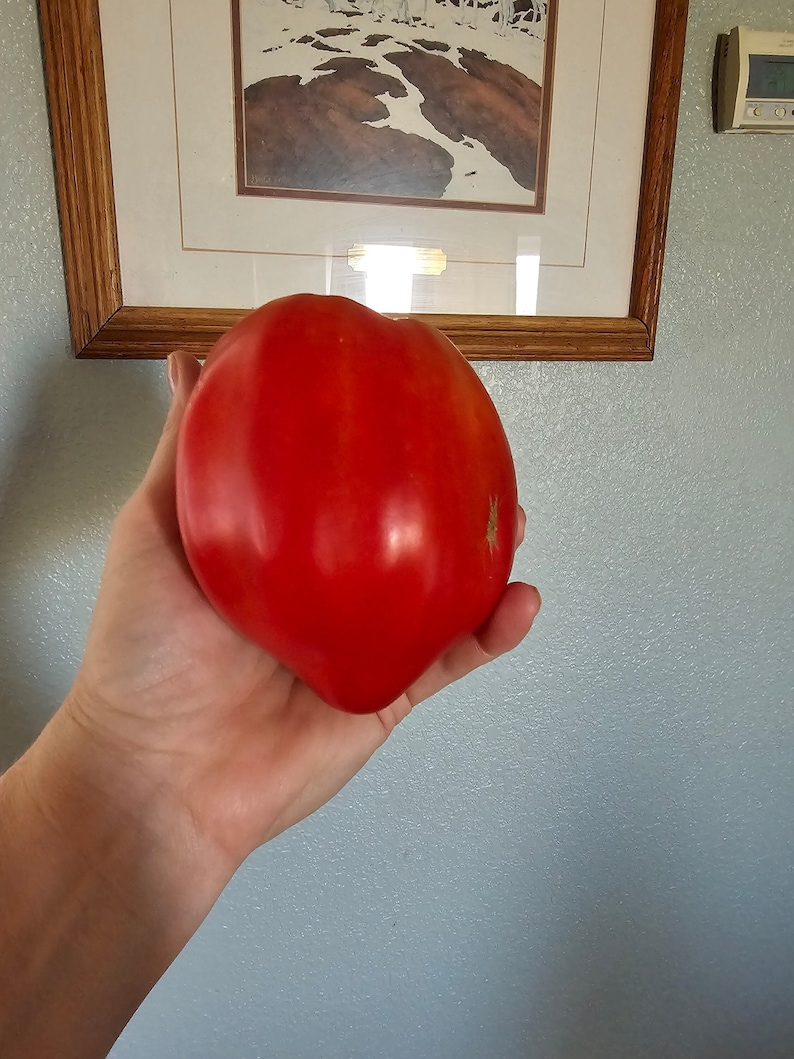 Goat Bag Tomato, 10 Seeds - Etsy